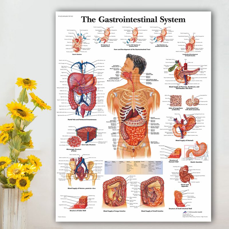 Medical Gastrointestinal System Chart Canvas Poster For Doctors ...