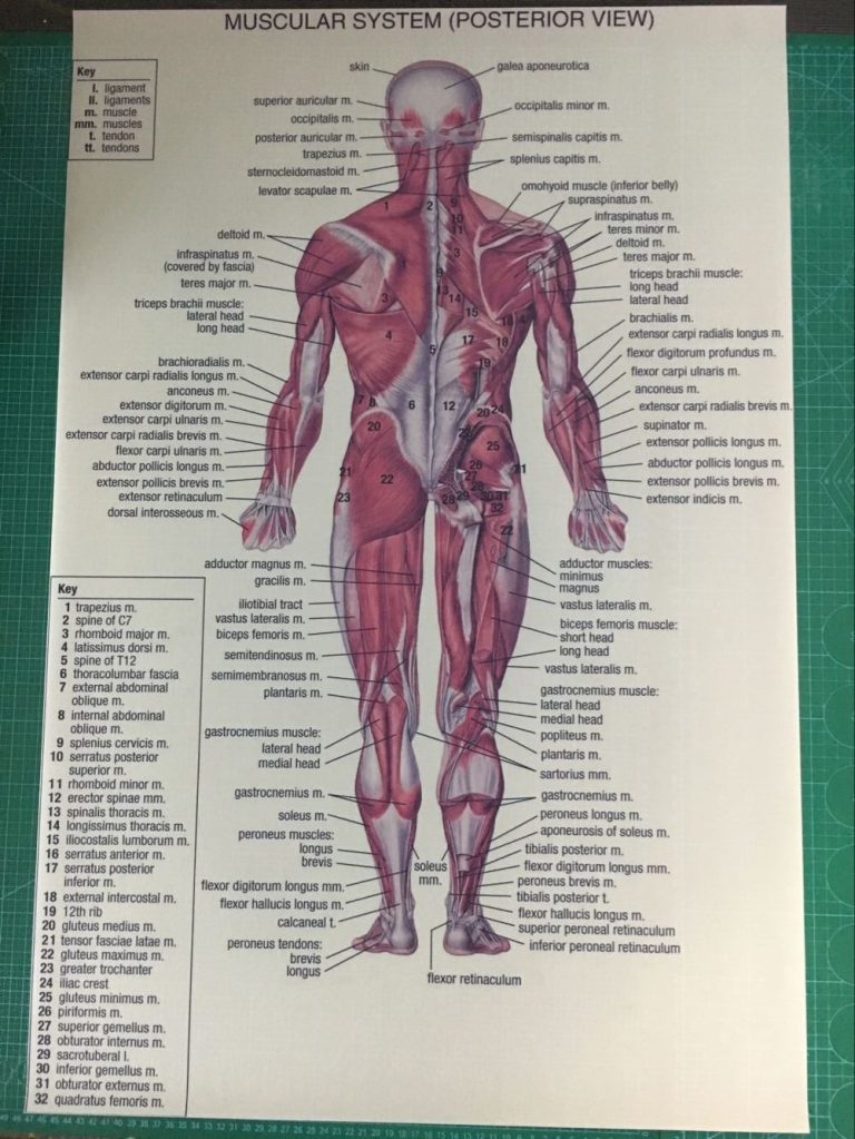 Human Anatomy Silk Fabric Print Anterior Posterior View Poster ...