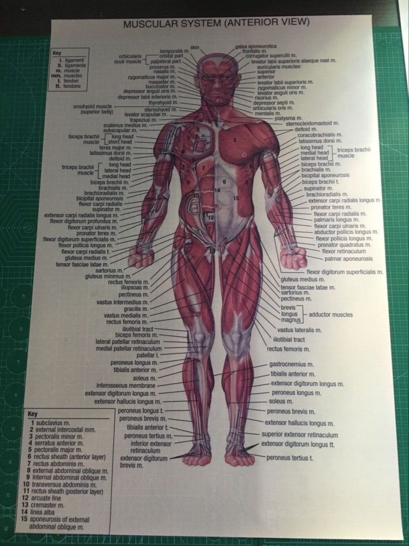 Human Anatomy Silk Fabric Print Anterior Posterior View Poster ...
