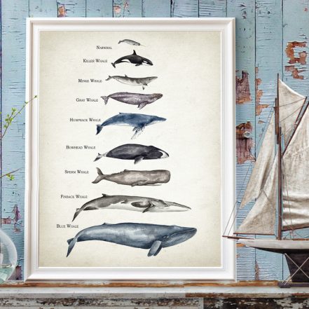 Whale Size Chart Educational Watercolor Wall Art For Kids Room Decor ...