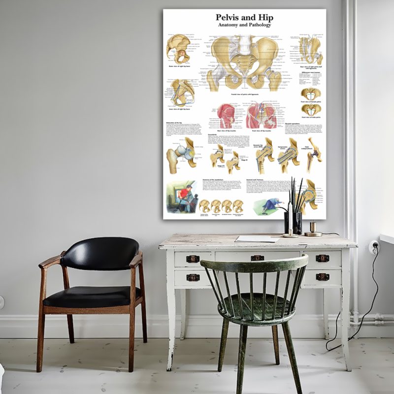 Wangart Medical Anatomy Poster Pelvis Hip Chart Canvas Print Decor ...