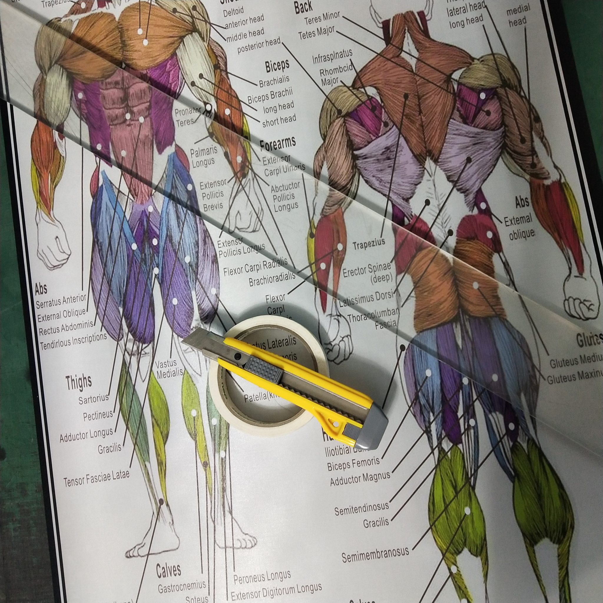 Human Body Muscle Anatomy Chart Educational Skeleton Muscular System ...