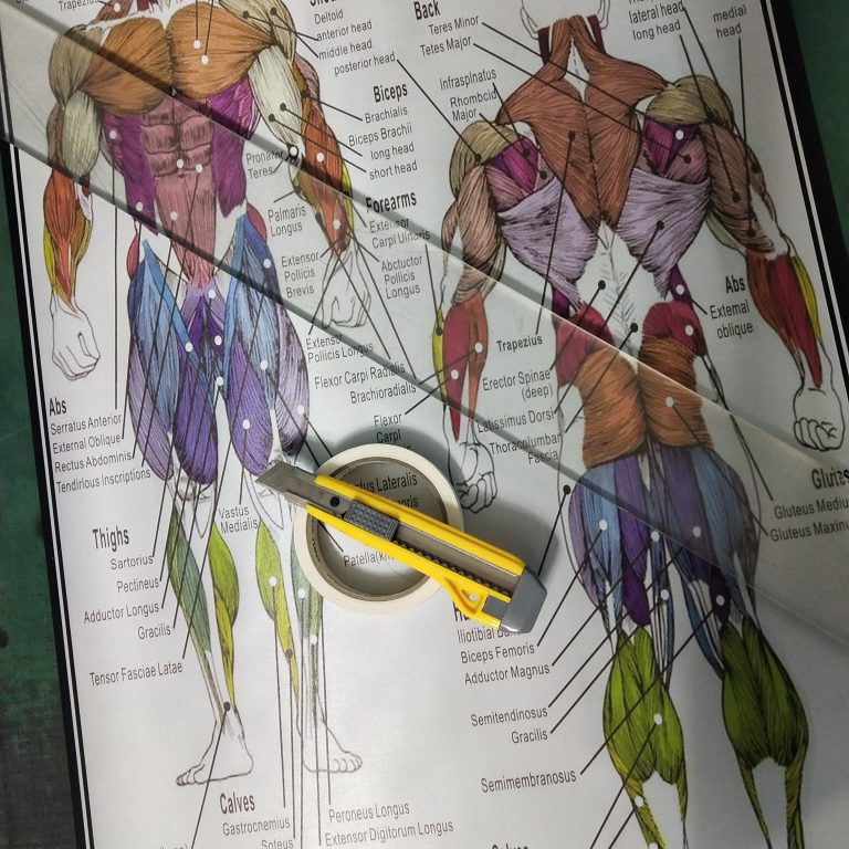 Human Body Muscle Anatomy Chart Educational Skeleton Muscular System ...