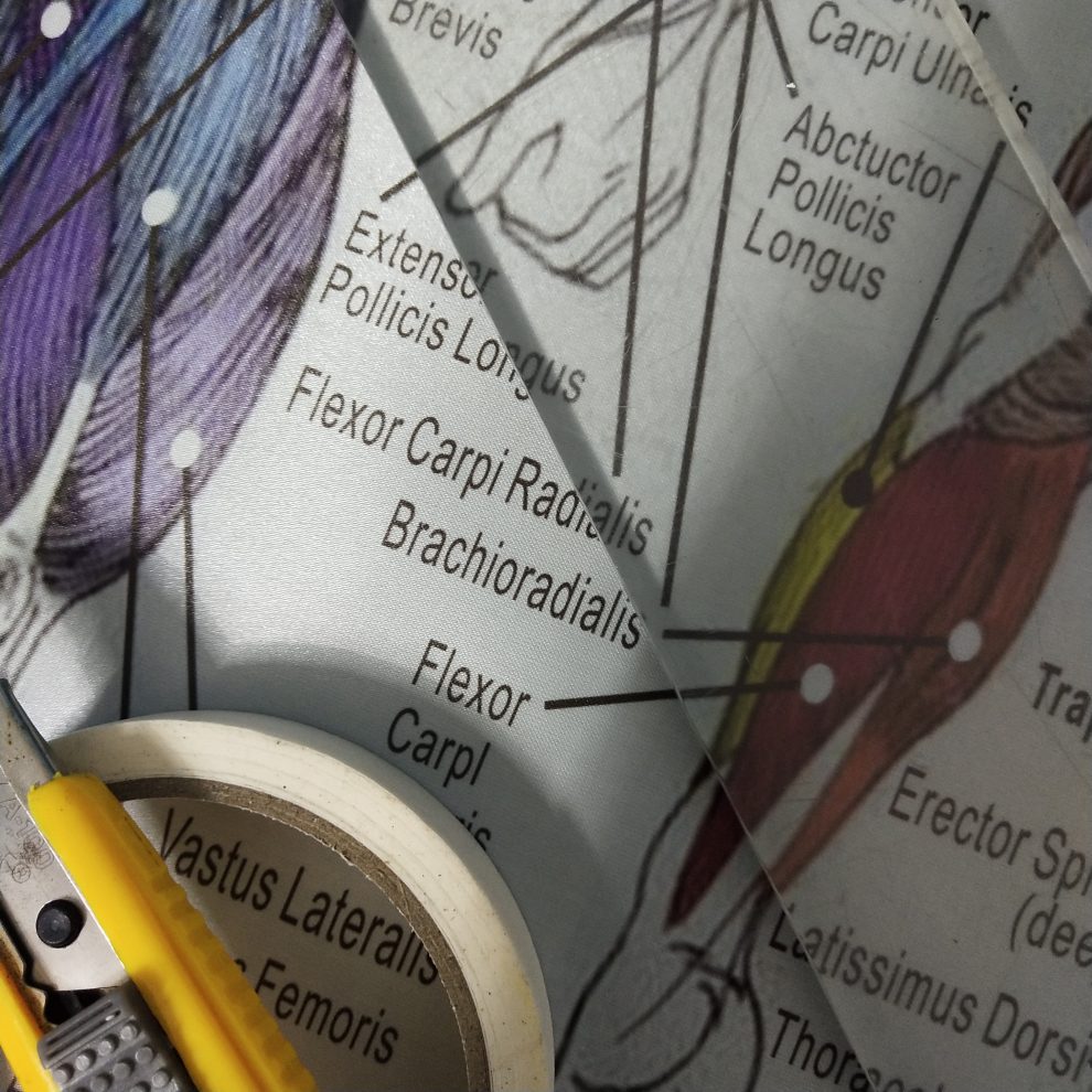 Human Body Muscle Anatomy Chart Educational Skeleton Muscular System ...