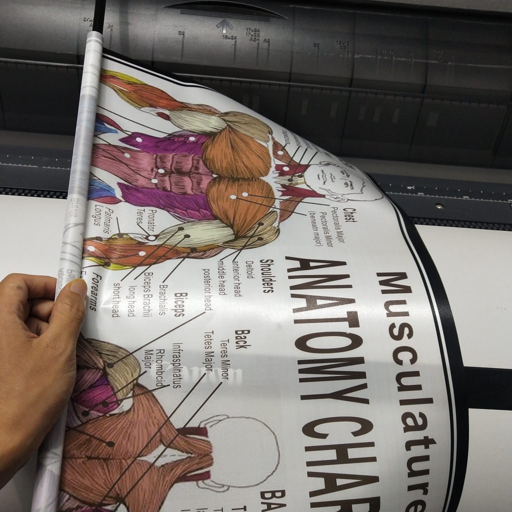 Human Body Muscle Anatomy Chart Educational Skeleton Muscular System ...